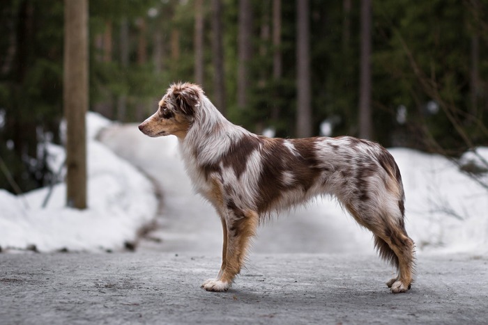 Vimma :: Kennel-red-n-ready