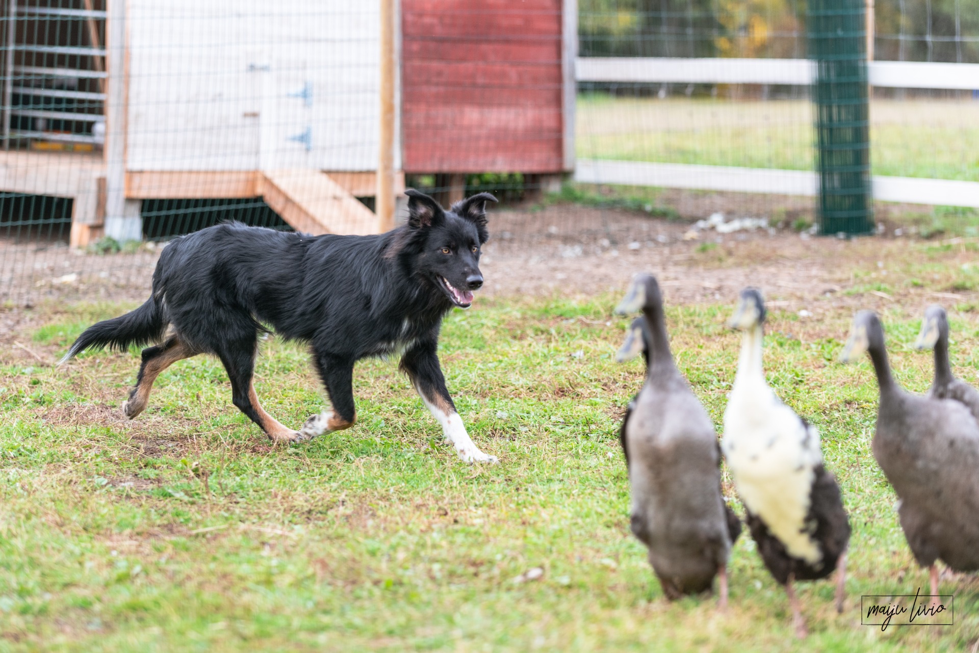 Rujo :: Kennel-red-n-ready